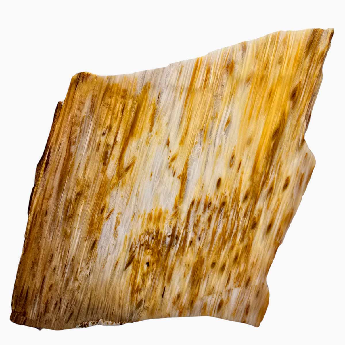 Fossil Petrified Palm Root Slab Lapidary Stone Slice Cut Rock