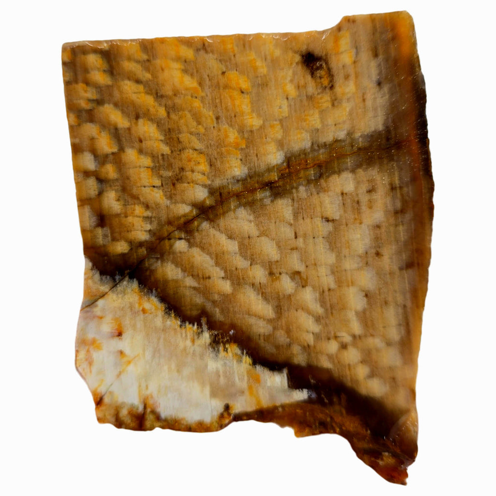 Badger Pocket Petrified Wood Slab - Prime Sycamore - Washington