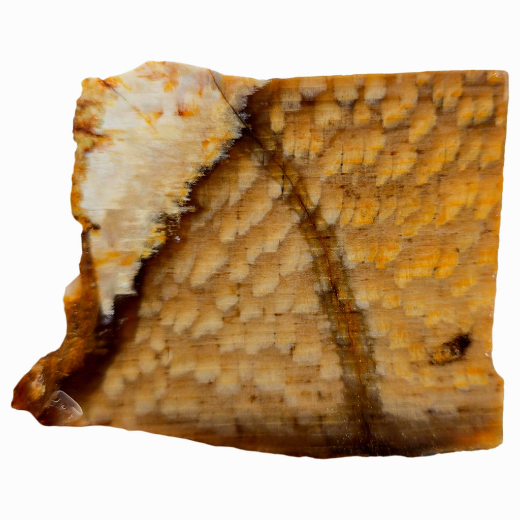 Badger Pocket Petrified Wood Slab - Prime Sycamore - Washington