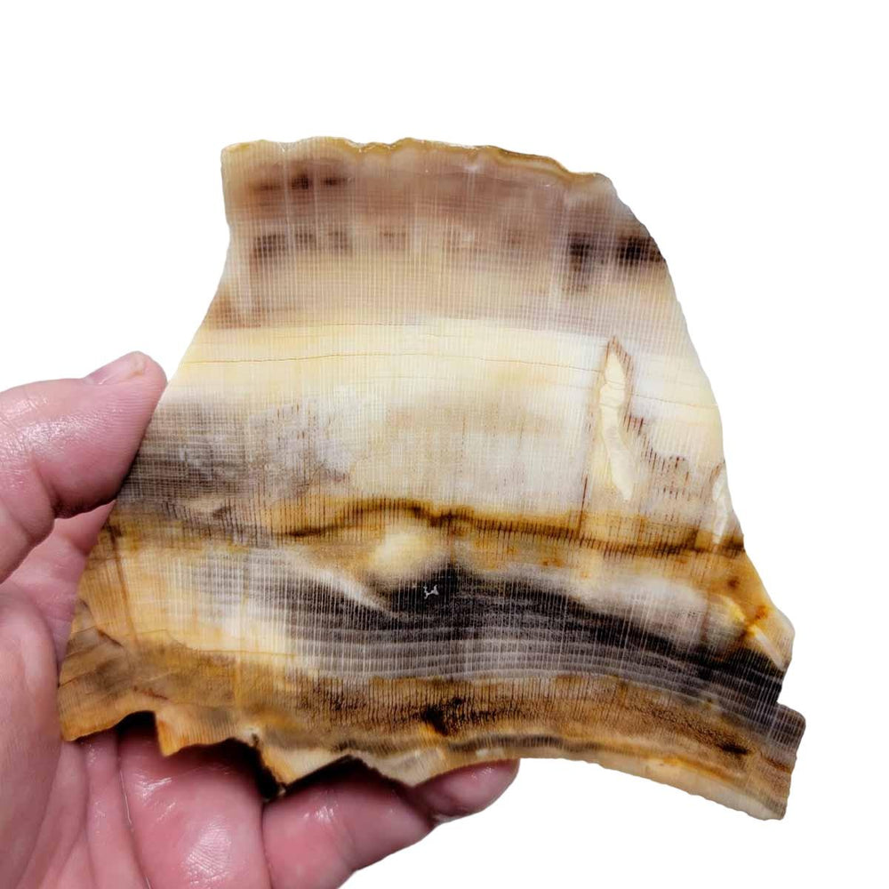 RARE Wood Larvae Hole Badger Pocket Sycamore Petrified Wood Lapidary S