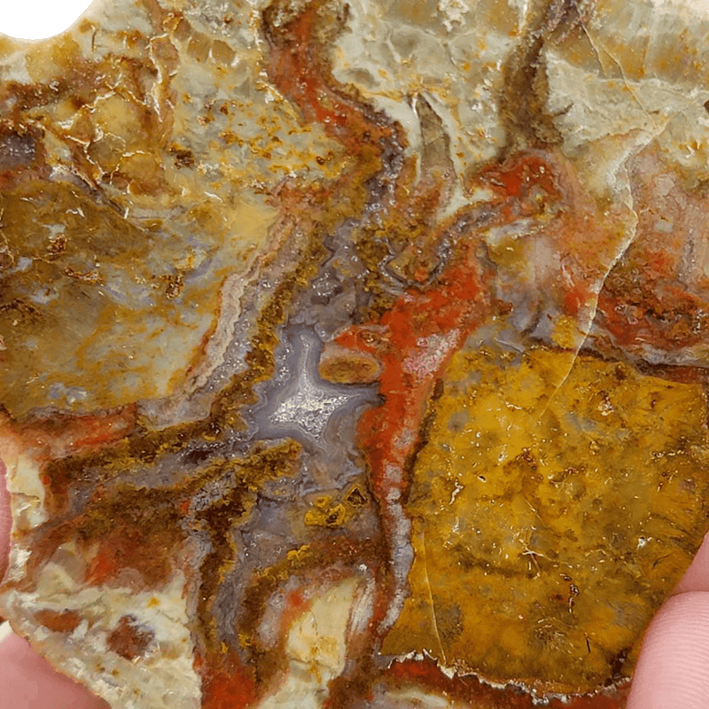 Polished Coprolite Fossil Dino Poo Display Specimen!