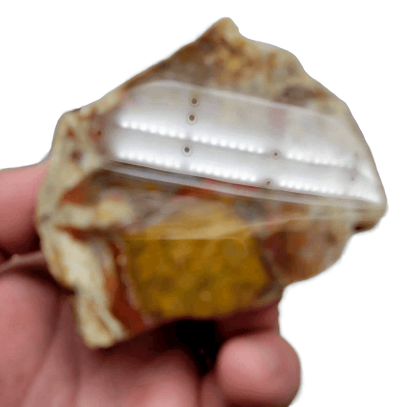 Polished Coprolite Fossil Dino Poo Display Specimen!