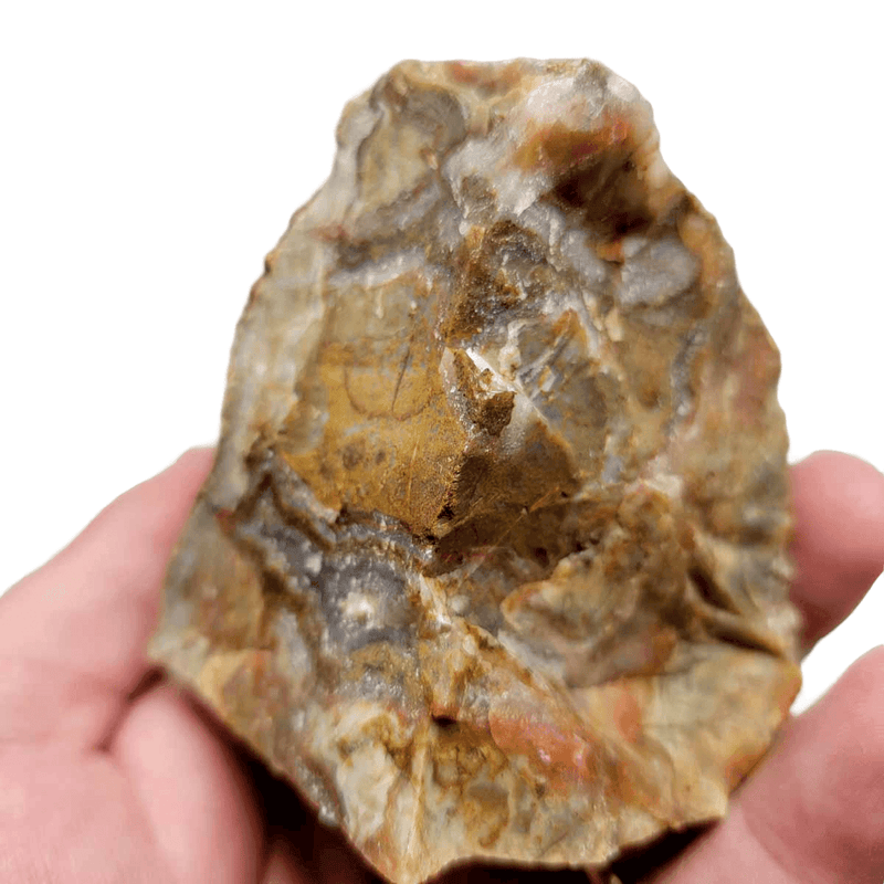 Polished Coprolite Fossil Dino Poo Display Specimen!