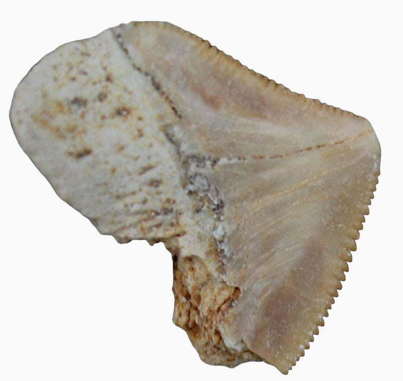 Squalicorax Fossil Shark Teeth Lot of 3! Ocean Fossil!