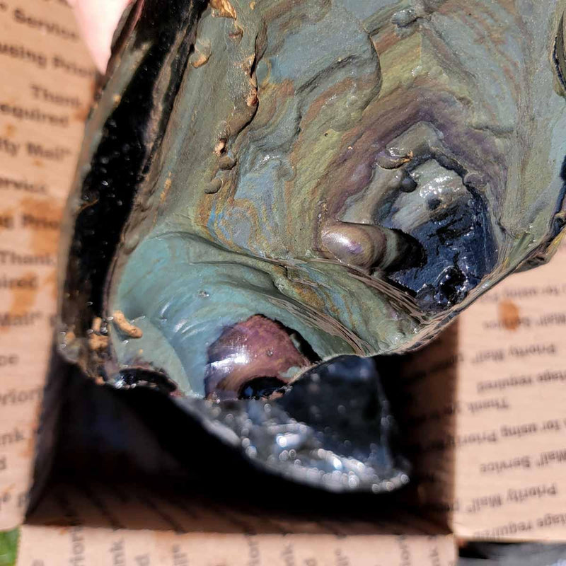 Mexican Jalisco Rainbow Obsidian Cutting Rough Box!
