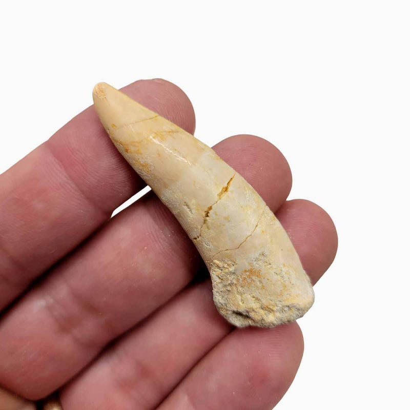 1 Fossil Enchodus Saber Tooth Display Specimen! Fossil Teeth!
