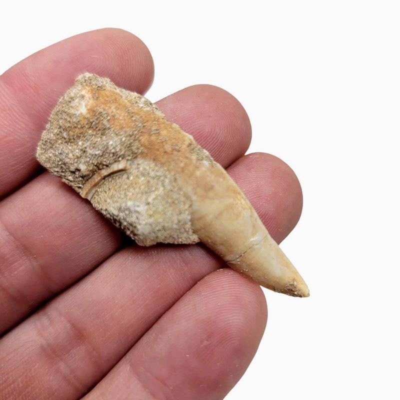 1 Fossil Enchodus Saber Tooth Display Specimen! Fossil Teeth!