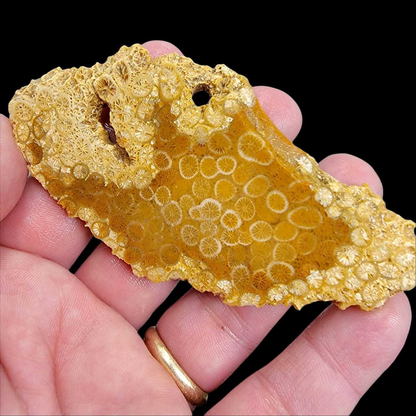 Indonesian Fossil Coral Slab! Lapidary Stone Slab!