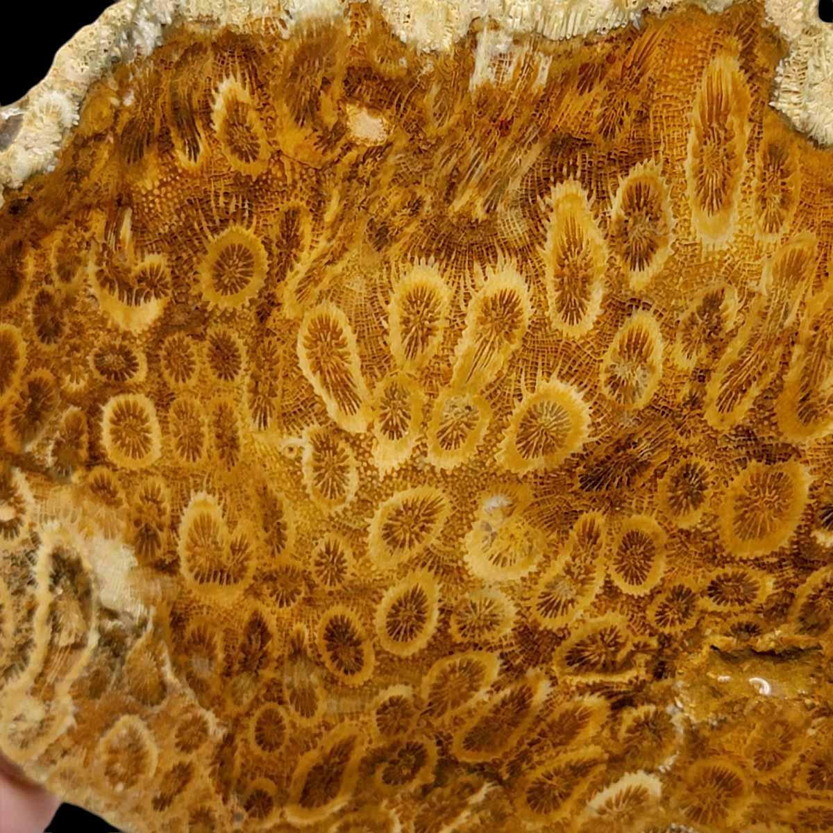 Indonesian Fossil Coral Slab! Lapidary Stone Slab!
