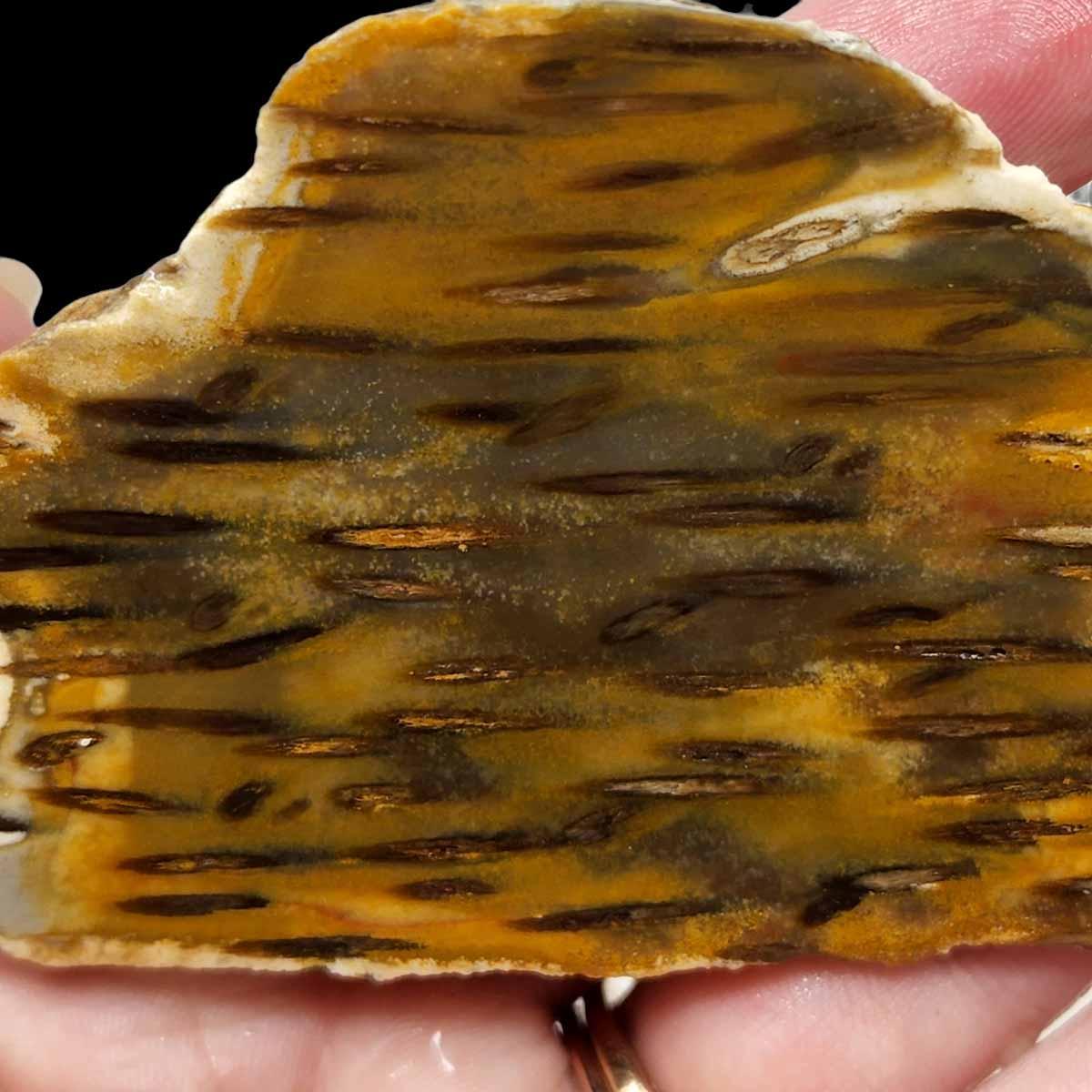 Indonesian Palm Root Slab! Lapidary Stone Slab! Fossilized Petrified W