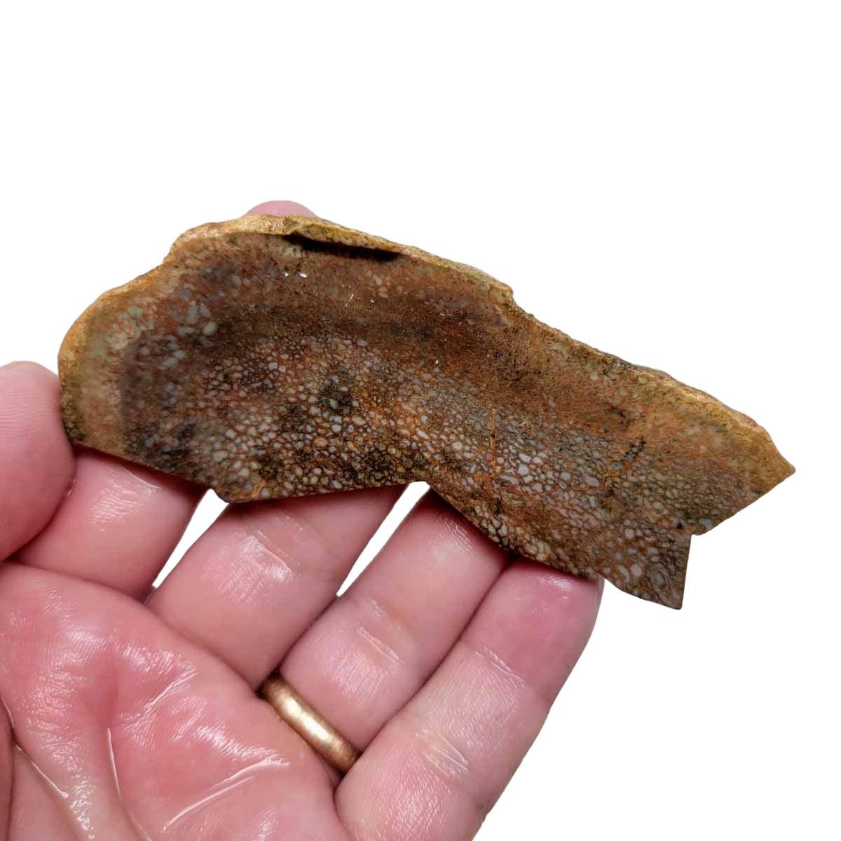 Fossil Gem Dinosaur Bone Slab! Gem Dino Bone Slab!