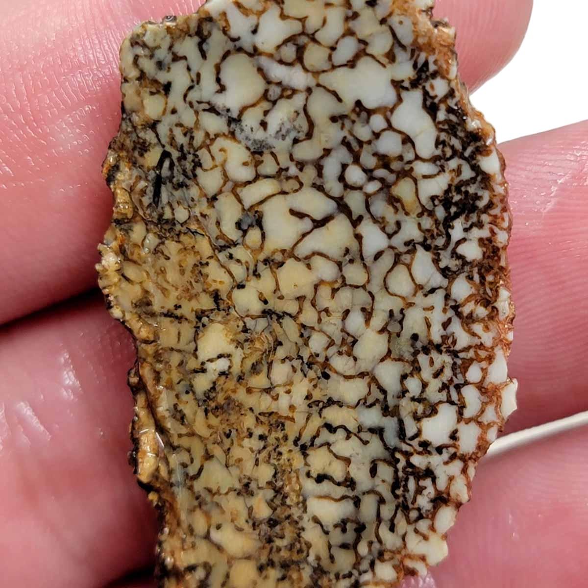 Fossil Gem Dinosaur Bone Slab! Gem Dino Bone Slab!