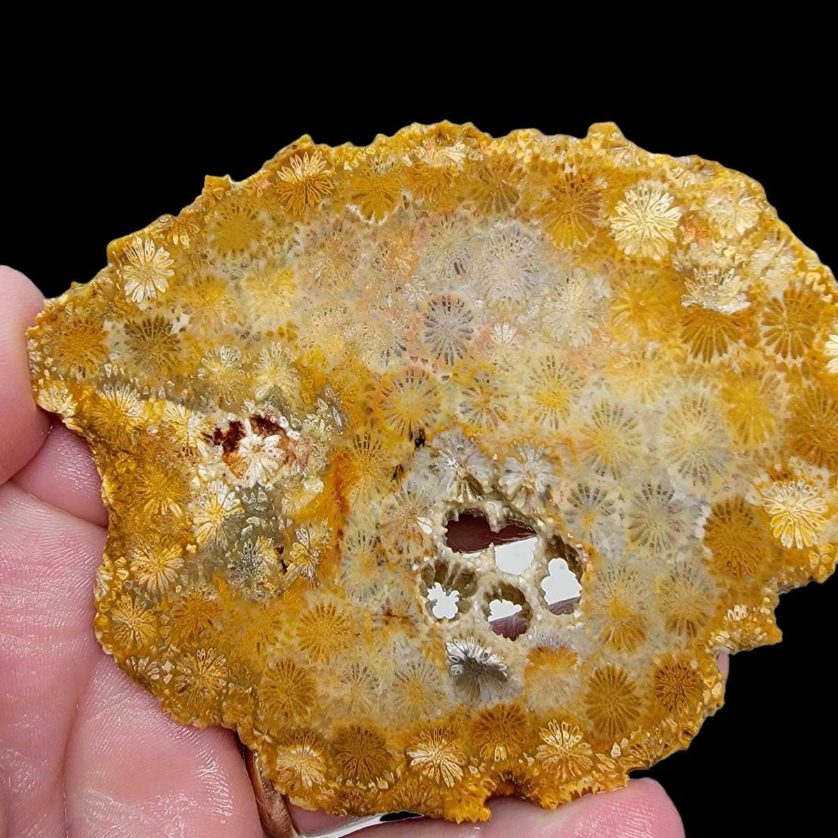 Indonesian Fossil Coral Slab! Lapidary Stone Slab!