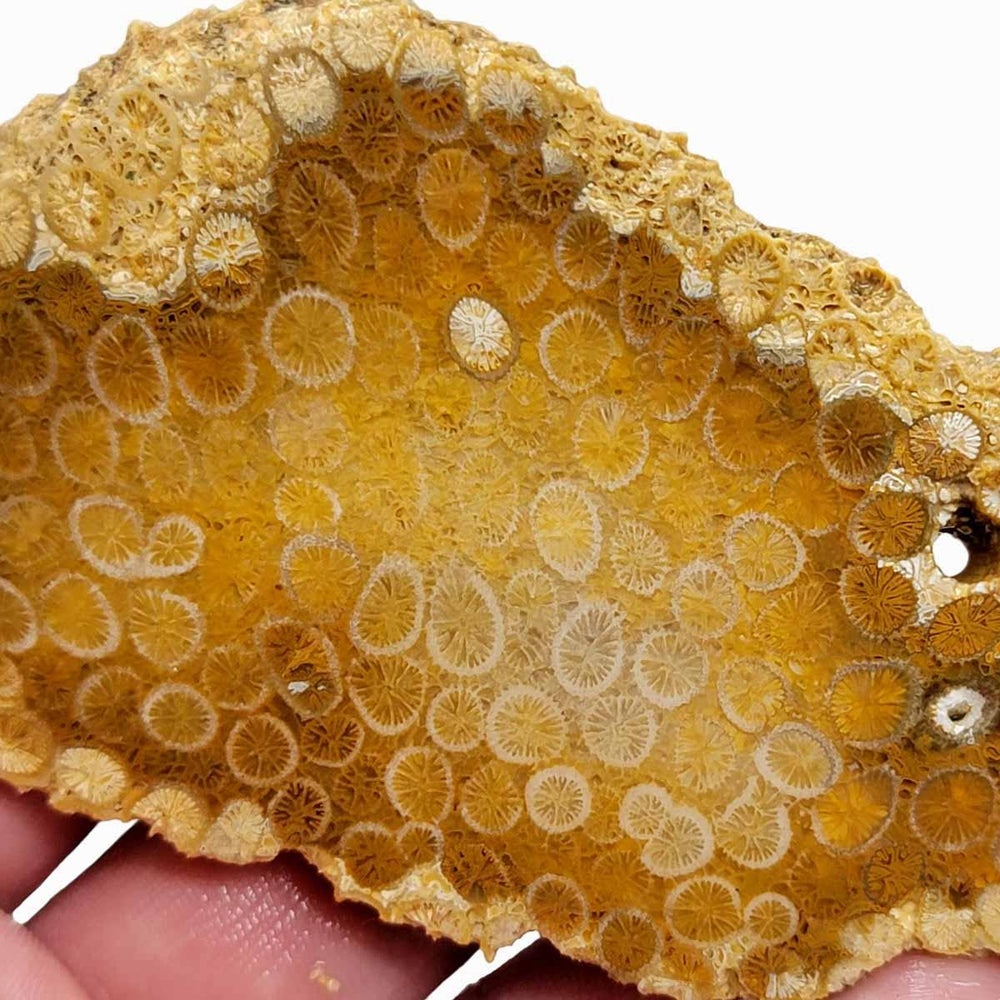 Indonesian Fossil Coral Slab! Lapidary Stone Slab!