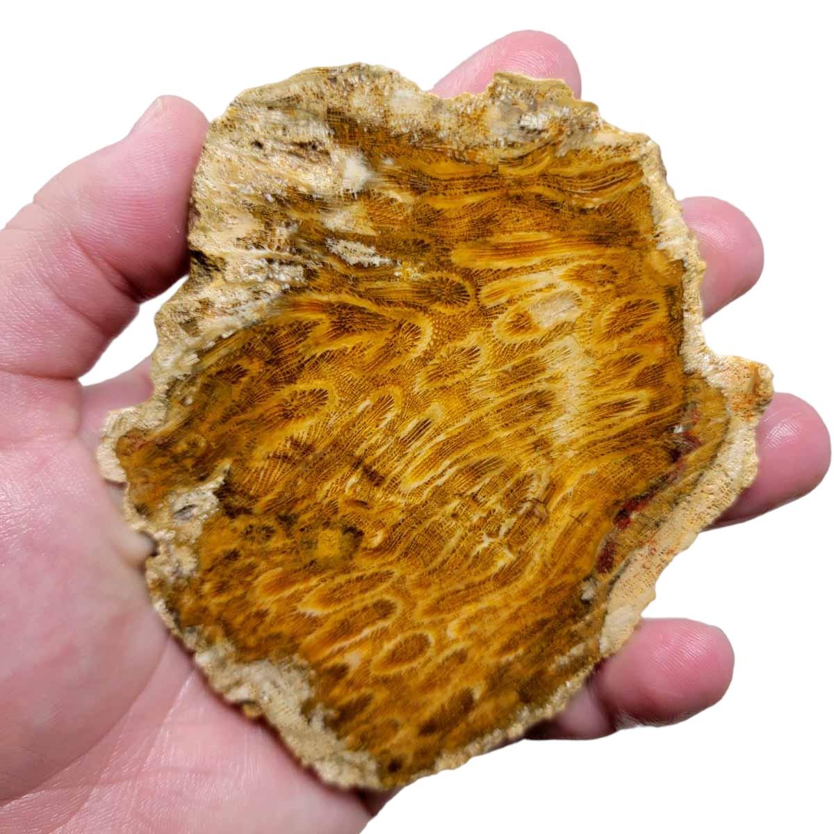 Indonesian Fossil Coral Slab! Lapidary Stone Slab!