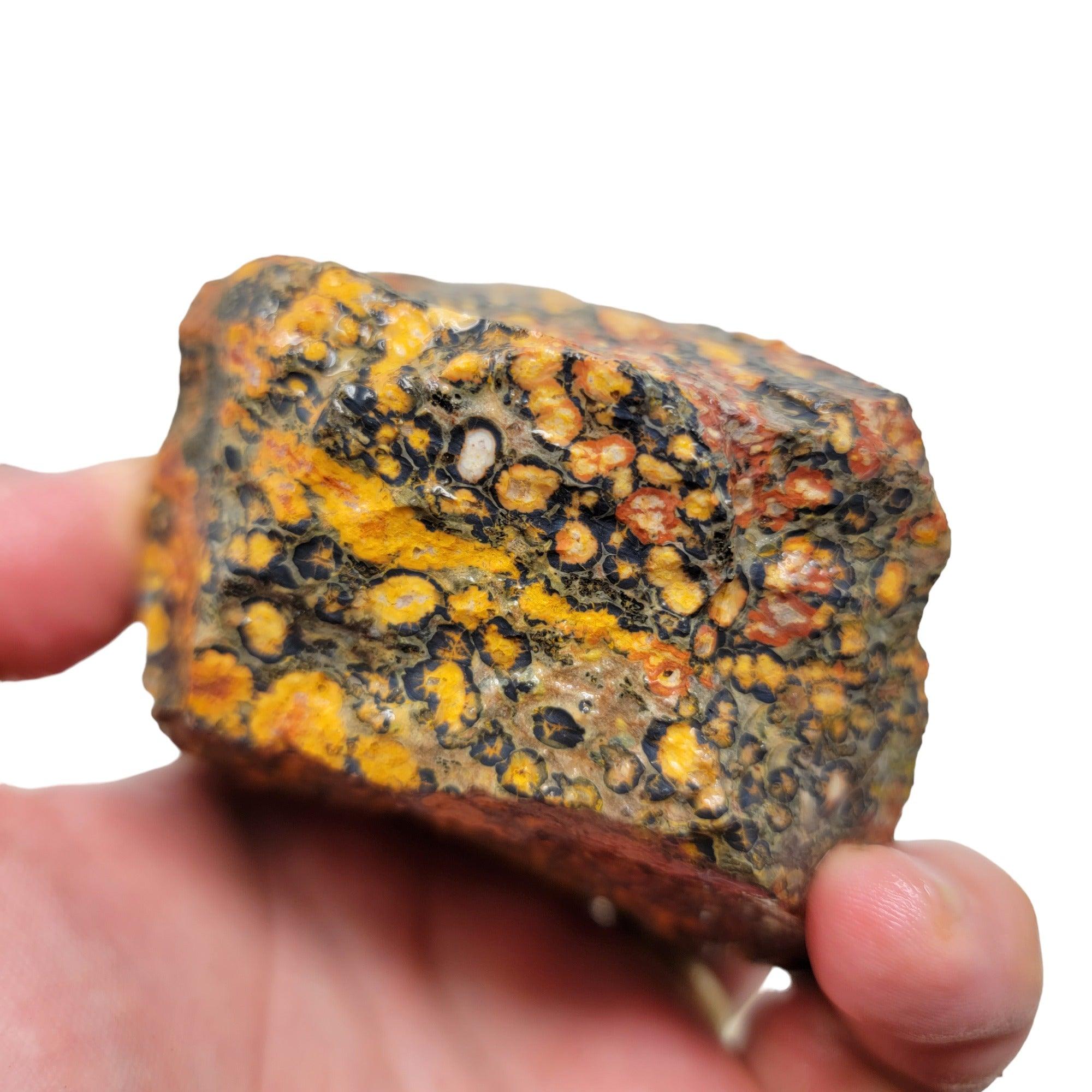 Leopard Skin Rhyolite Rough Chunk!
