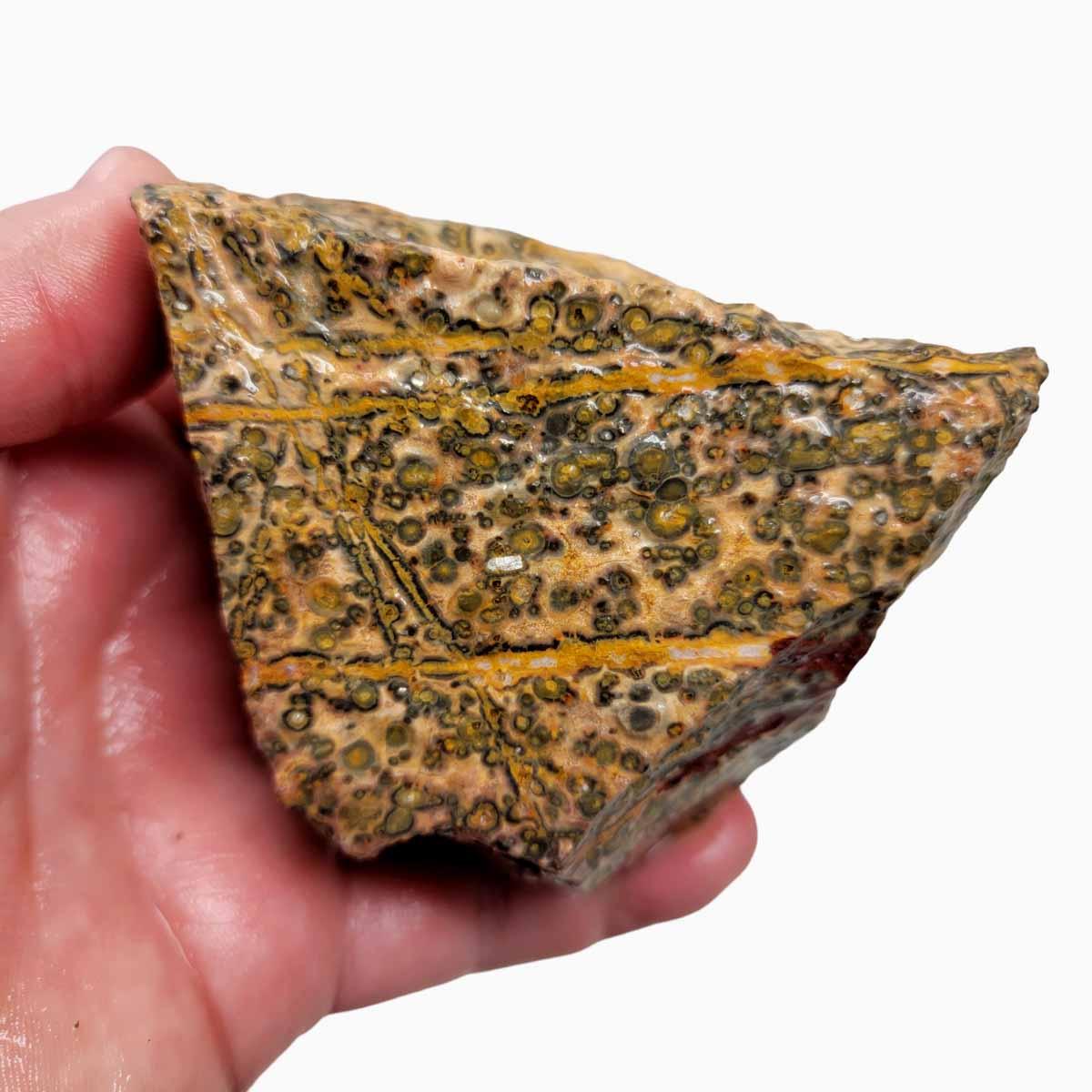 Leopard Skin Rhyolite Rough Chunk!